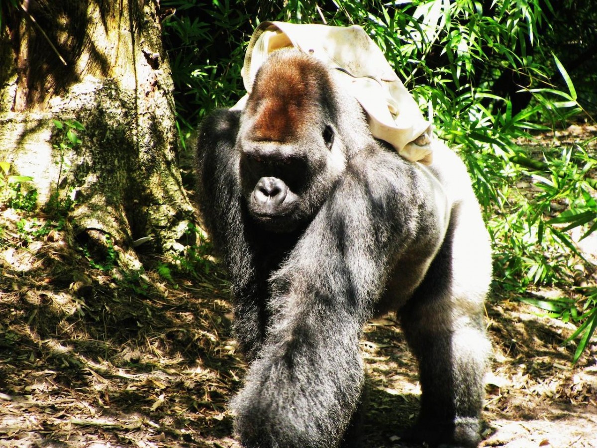 Top 5 Highest Rated Animal Kingdom Attractions for Adults ...