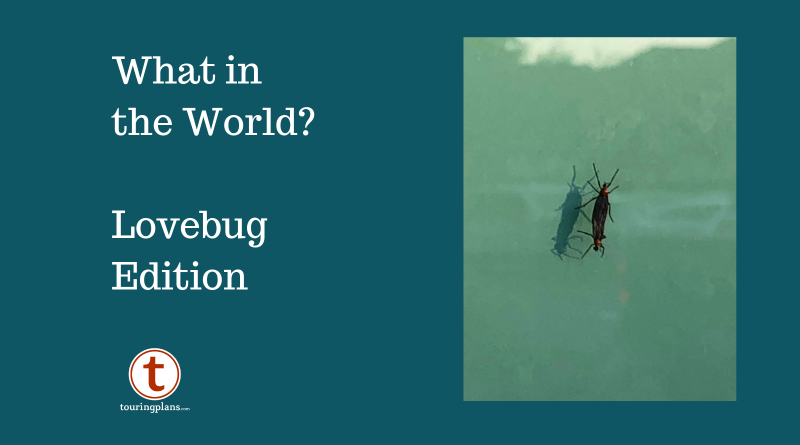 What in the World? Lovebug Edition | TouringPlans.com Blog