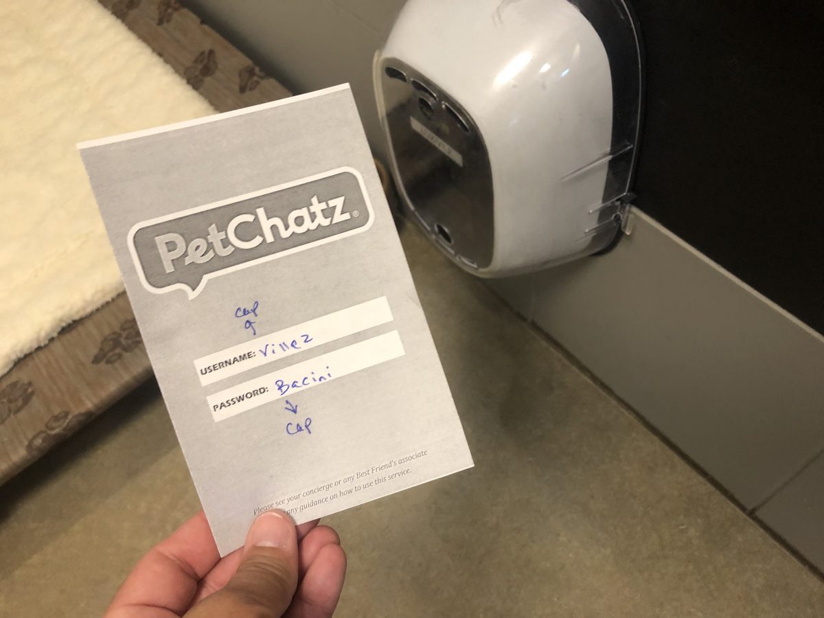 The SATURDAY SIX Looks at Taking Your Pet with You on a Disney or ...