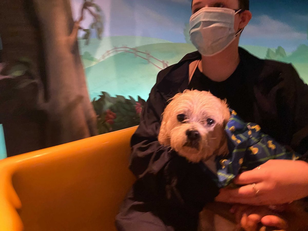 What You Need to Know About Service Animals at Walt Disney World – Part ...