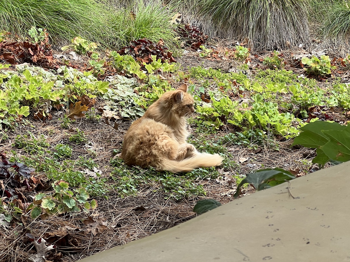 Disney California Adventure Magic Key Terrace Review | TouringPlans.com ...