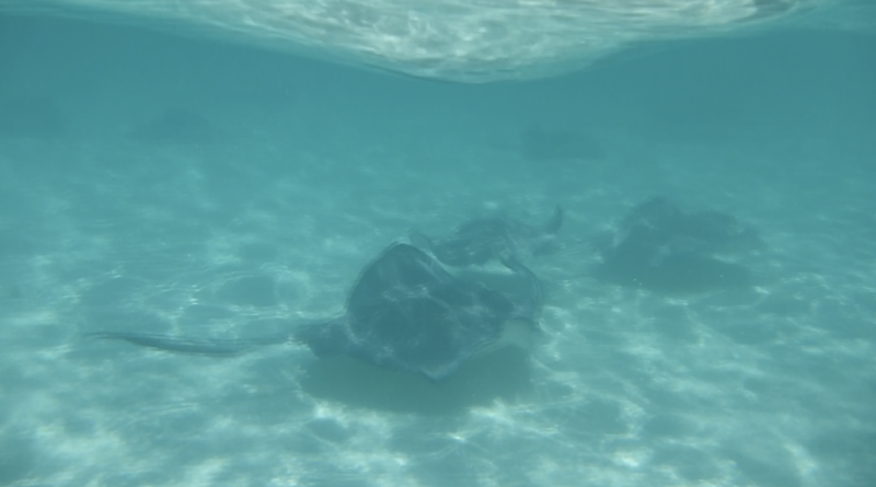 Ten Fun Photo Ops at Disney’s Castaway Cay | TouringPlans.com Blog